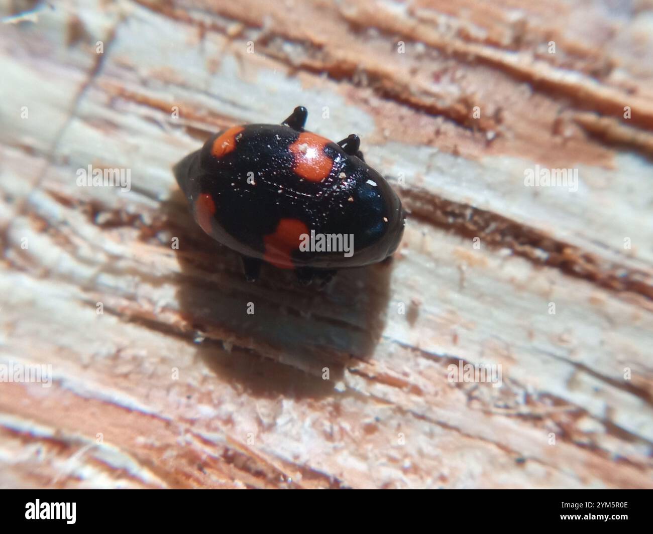 Orange-spotted Scaphidium (Scaphidium quadrimaculatum Stock Photo - Alamy