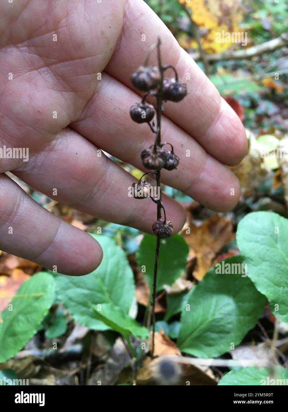 shinleaf (Pyrola elliptica Stock Photo - Alamy