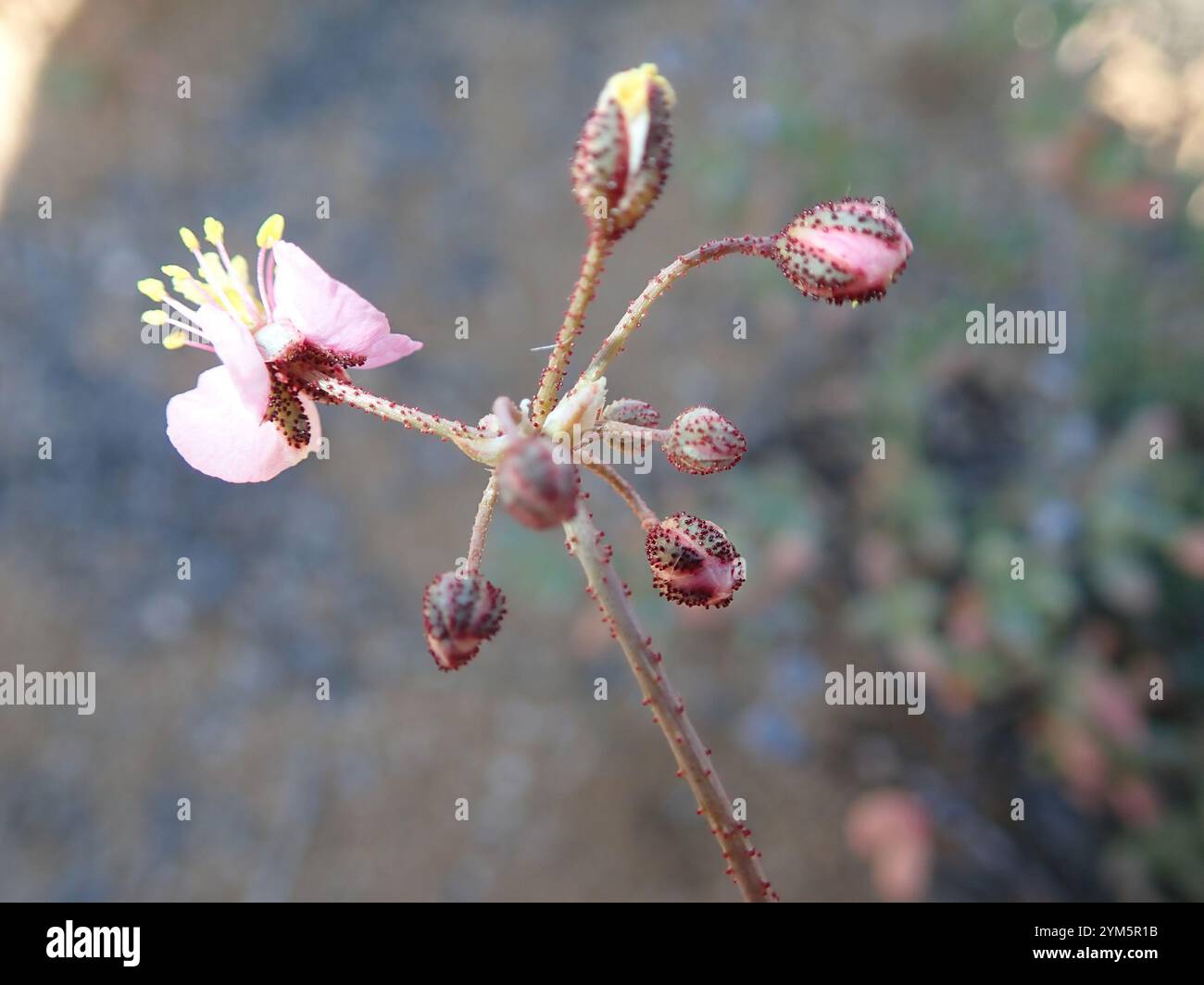 Sour Saltsorrel (Kewa salsoloides Stock Photo - Alamy