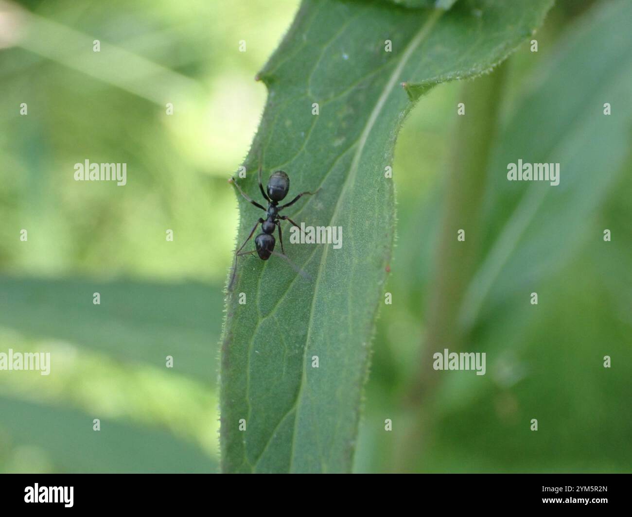 fusca-group Field Ants and Allies (Formica fusca Stock Photo - Alamy