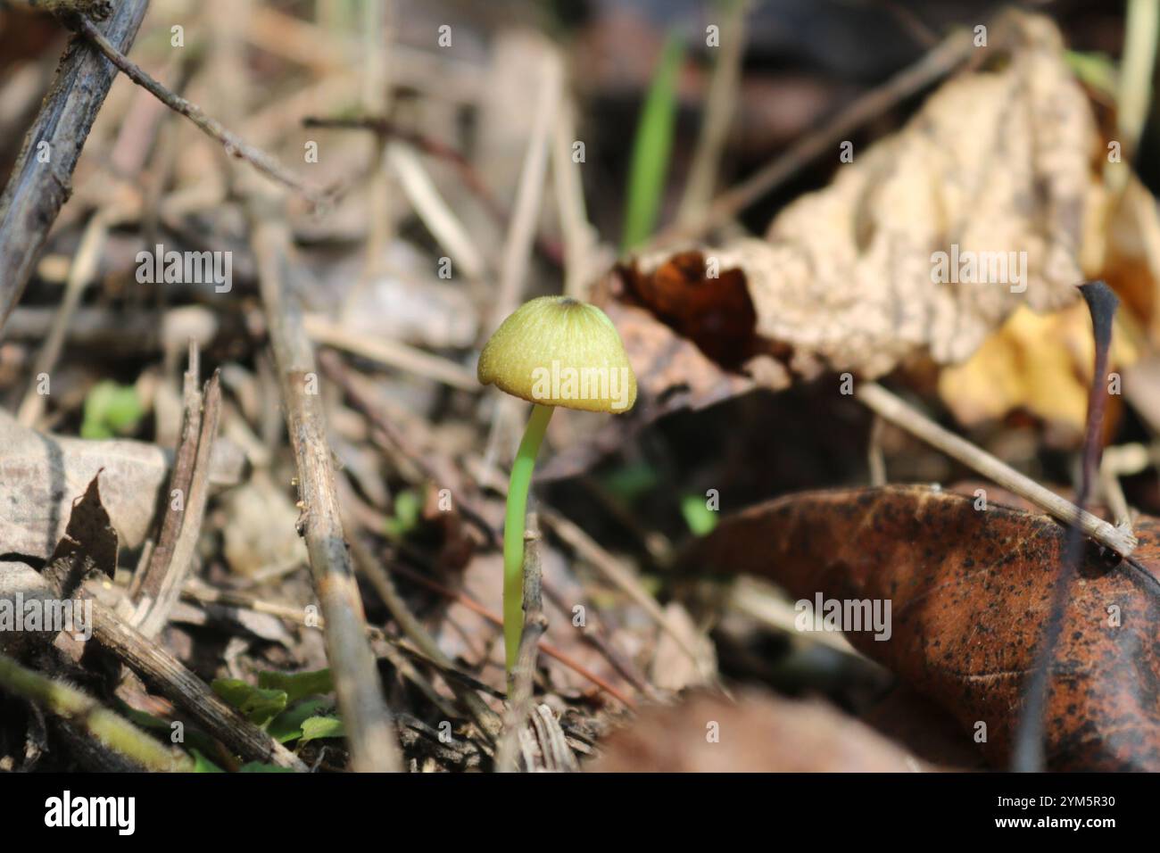 Mouse-pee Pinkgill (Entoloma incanum Stock Photo - Alamy