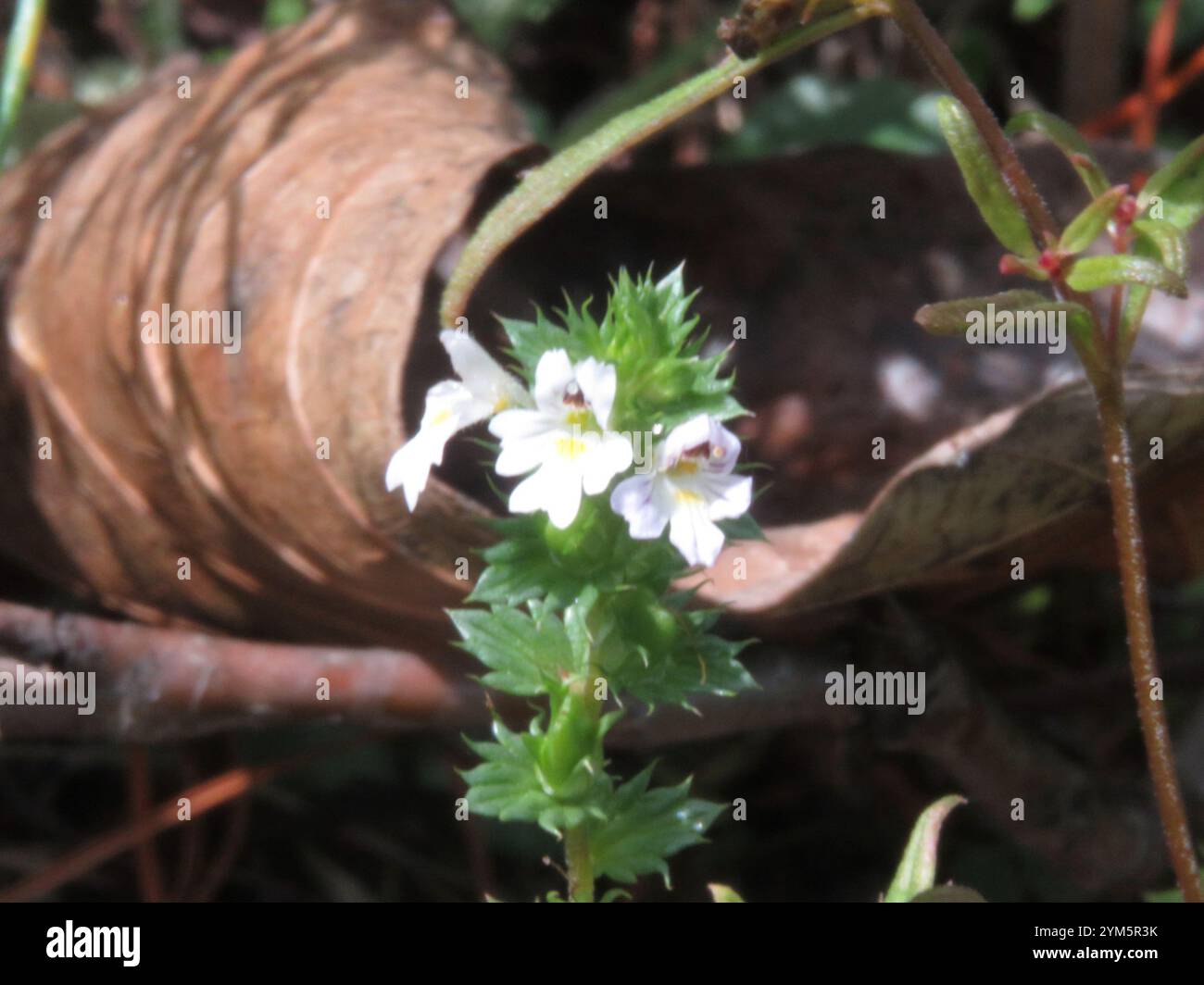 Common Eyebright (Euphrasia nemorosa Stock Photo - Alamy
