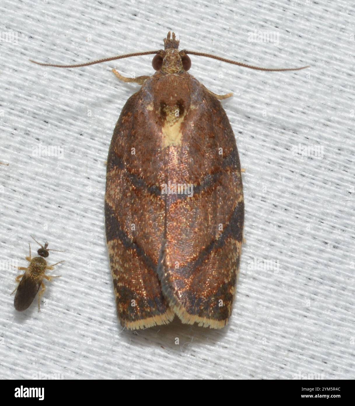 Hickory Leafroller Moth (Argyrotaenia juglandana Stock Photo - Alamy