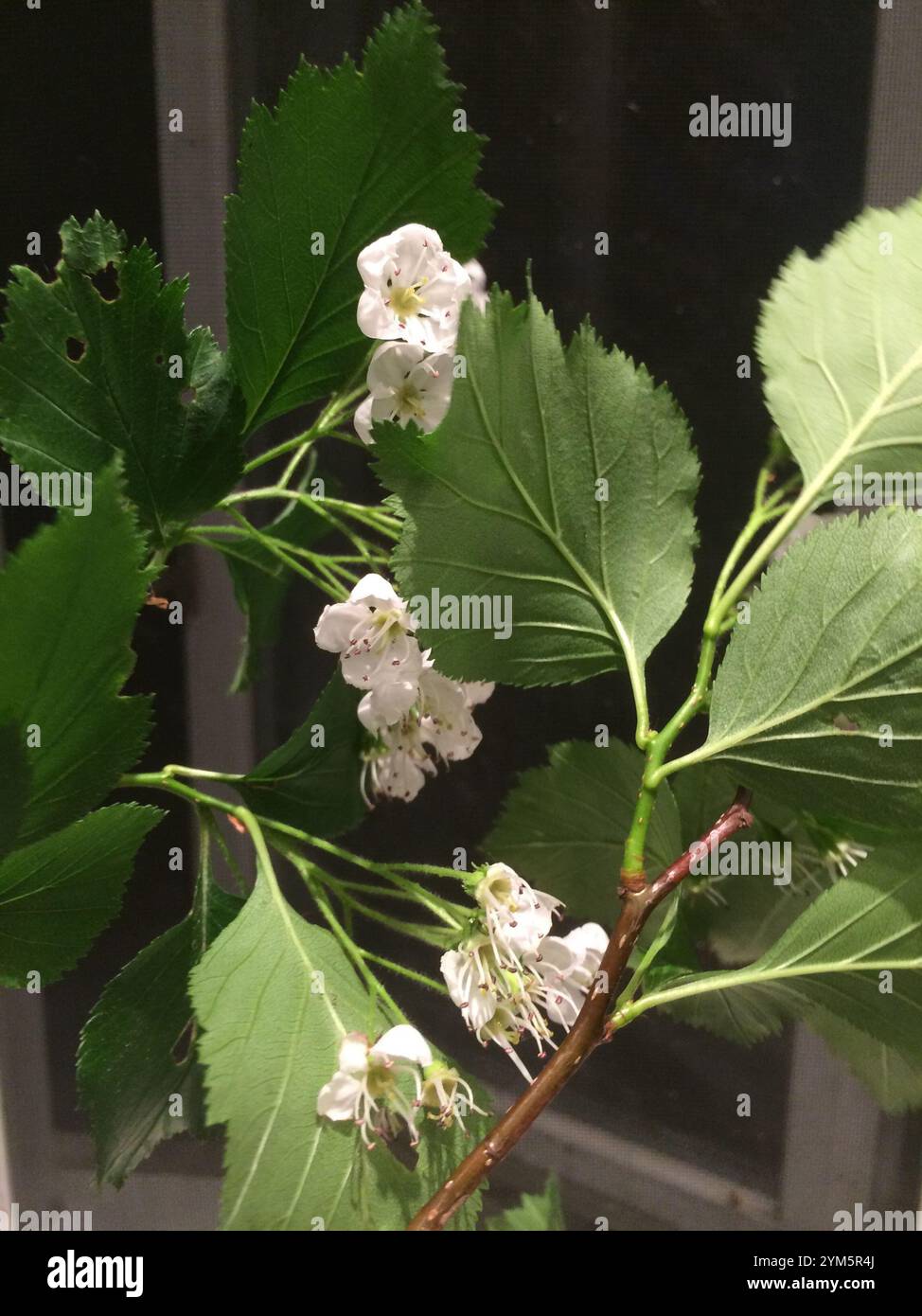 Large-thorn hawthorn (Crataegus macracantha Stock Photo - Alamy