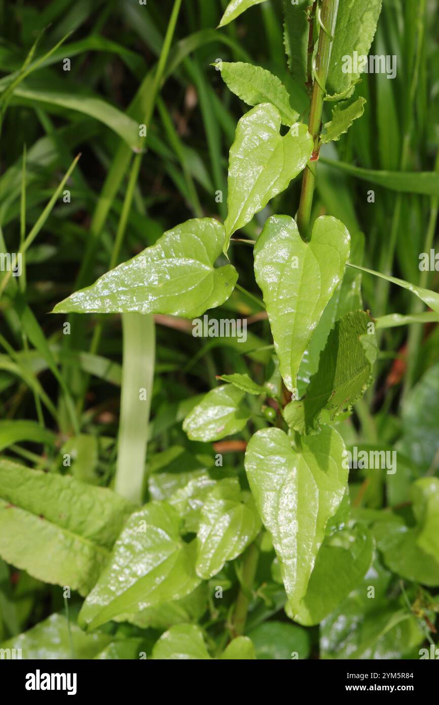Black Bryony (Dioscorea communis Stock Photo - Alamy