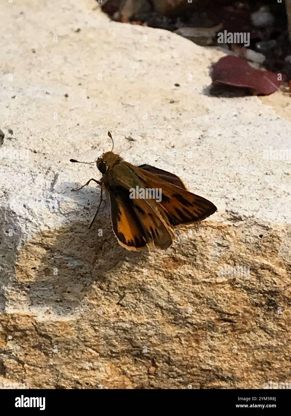 Fiery Skipper (Hylephila phyleus Stock Photo - Alamy