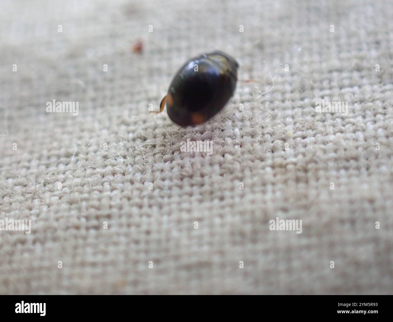 Sigil Lady Beetles (Hyperaspis Stock Photo - Alamy