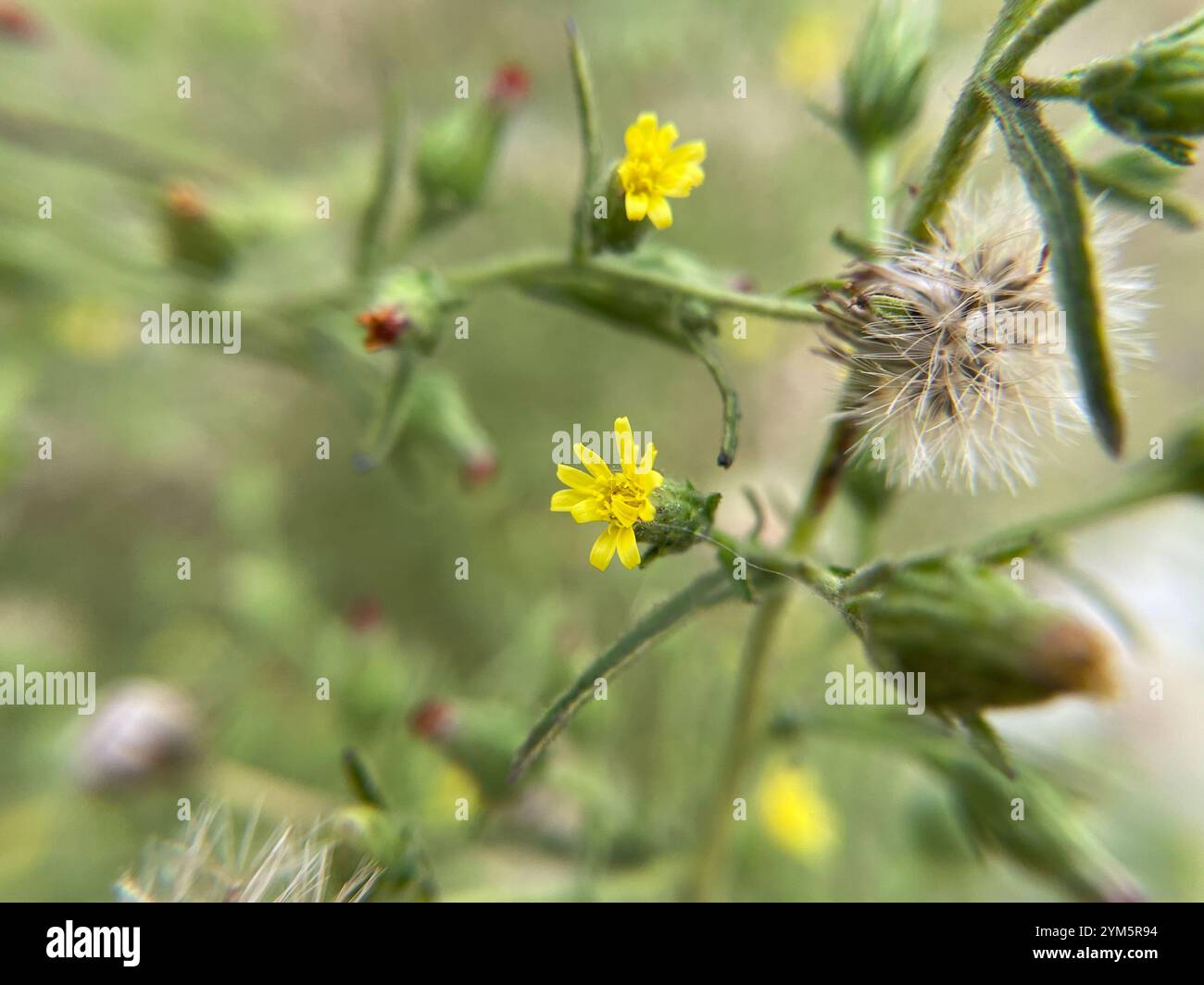 Stinkwort (Dittrichia graveolens Stock Photo - Alamy