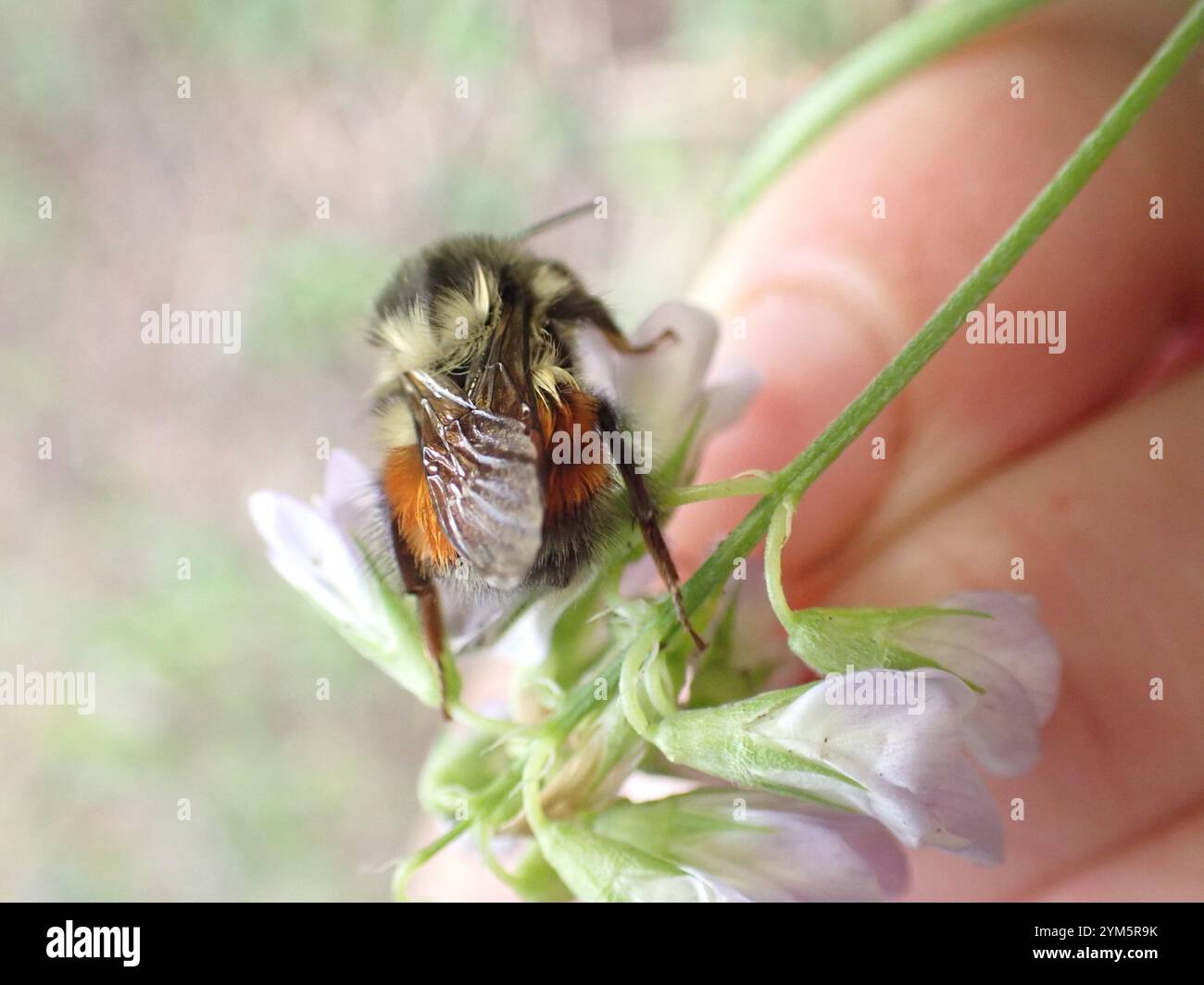 Black-tailed Bumble Bee (Bombus melanopygus Stock Photo - Alamy