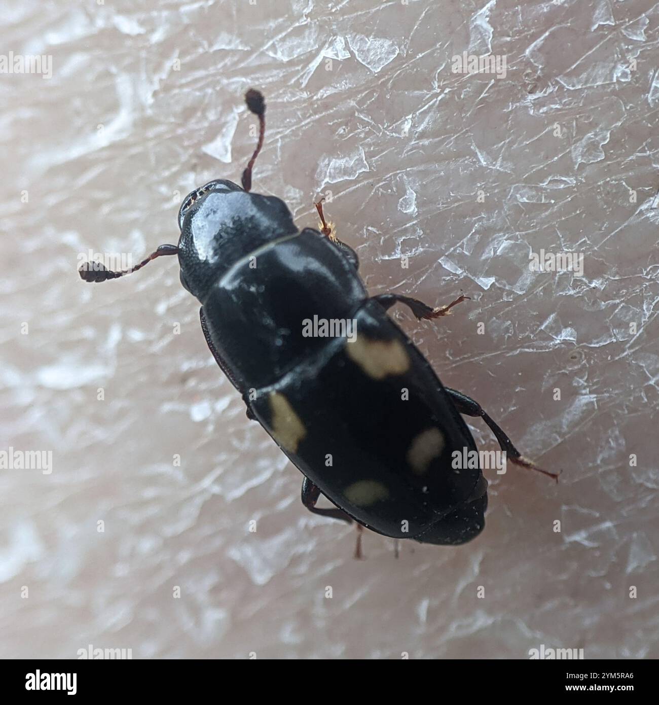 Four-spotted Sap Beetle (Glischrochilus quadrisignatus Stock Photo - Alamy