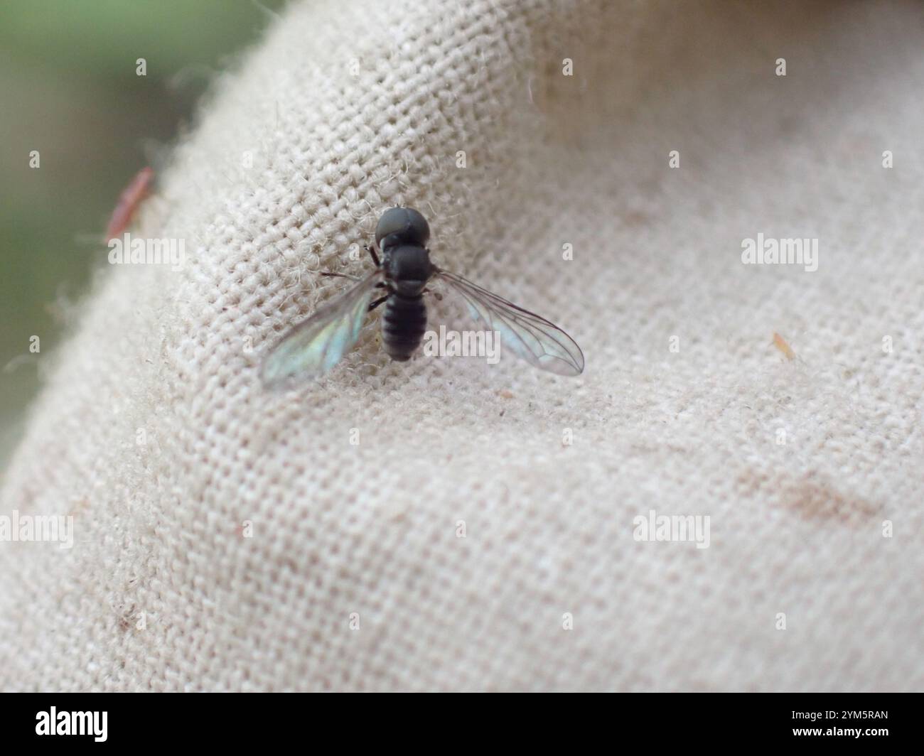 Big-headed Flies (Pipunculidae Stock Photo - Alamy