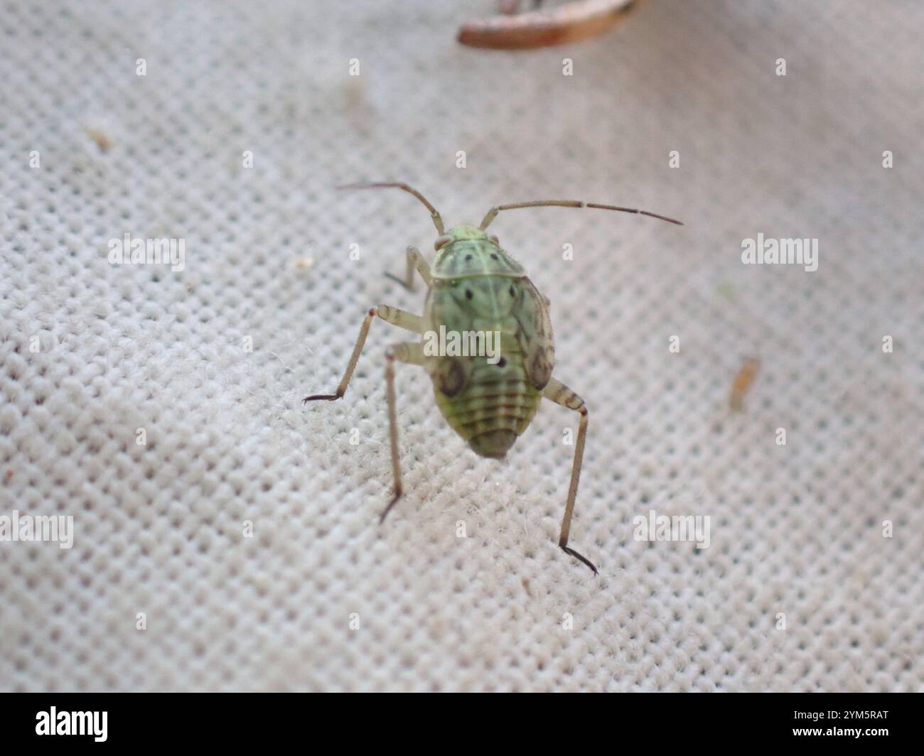 True Bugs (Heteroptera Stock Photo - Alamy