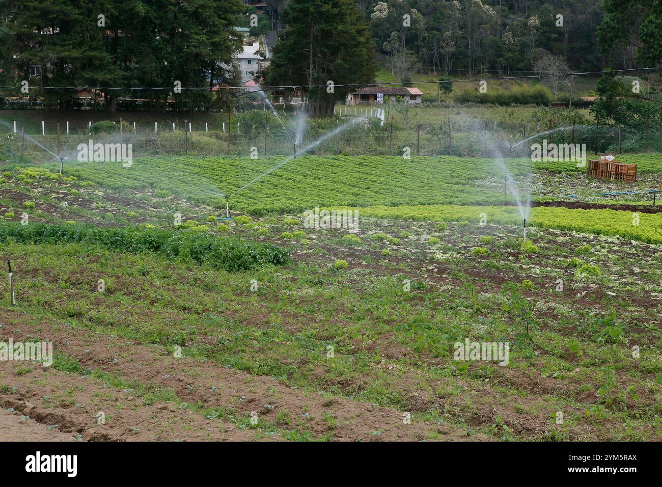 water spraying from sprinkler on lettuce vegetable growing in Brazilian ...