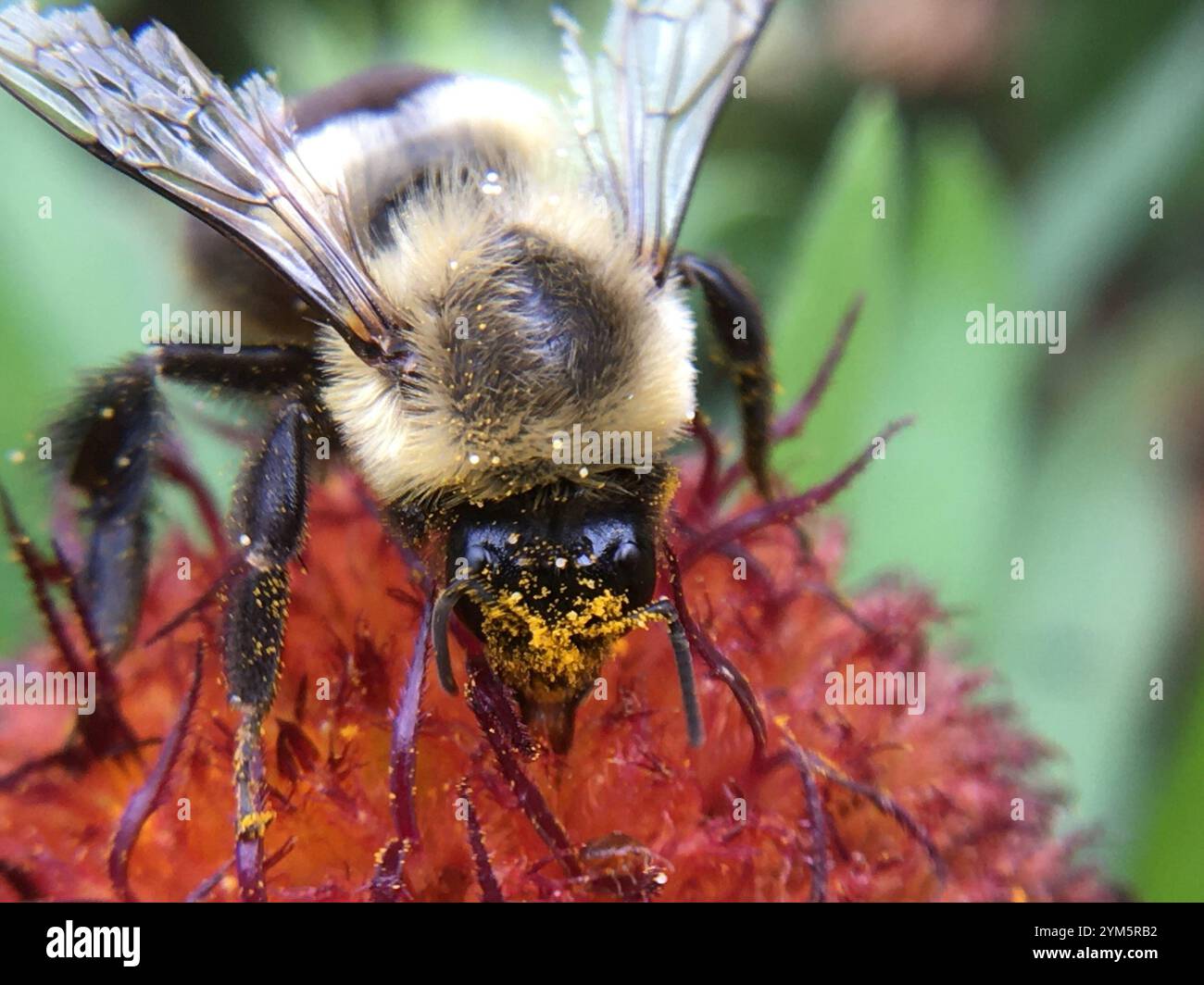Common Eastern Bumble Bee (Bombus impatiens Stock Photo - Alamy