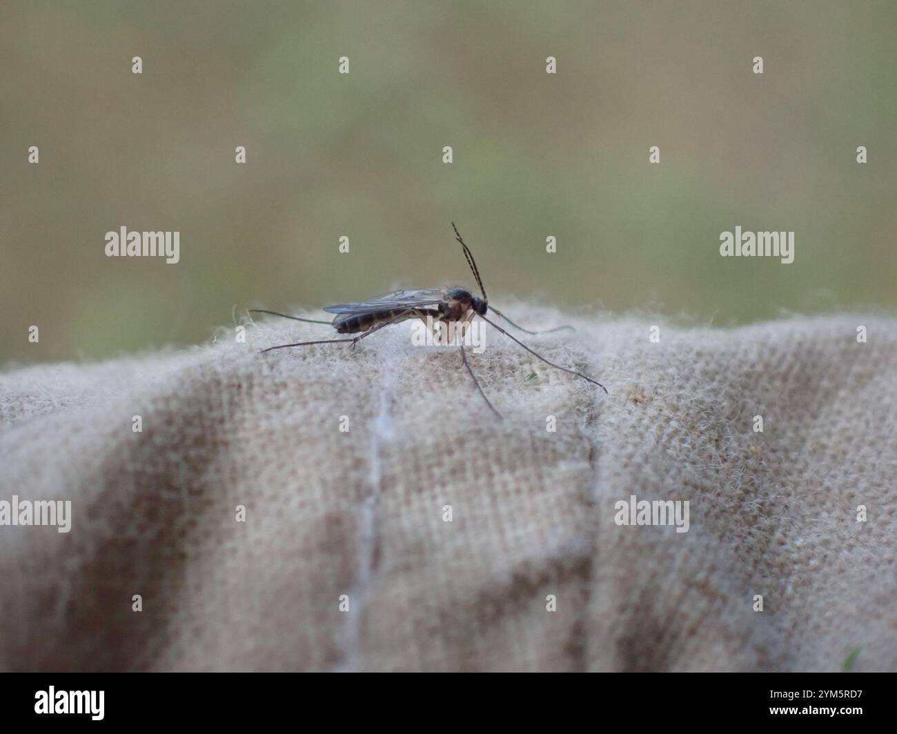 Fungus Gnats and Gall Midges (Sciaroidea Stock Photo - Alamy