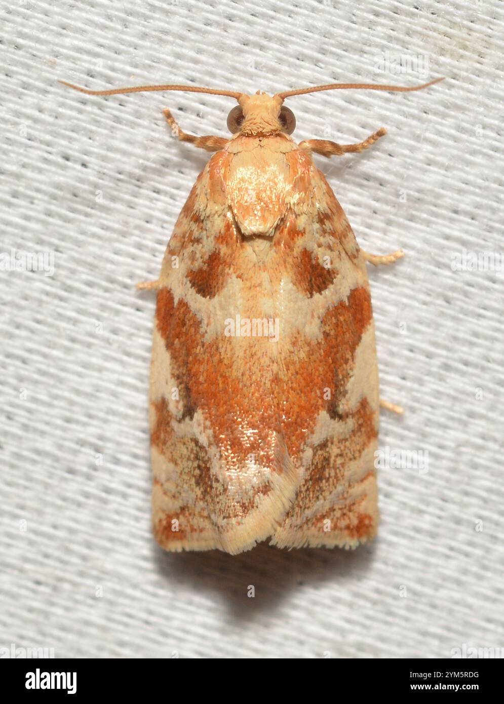 Oak Leafroller Moth (Archips semiferanus Stock Photo - Alamy