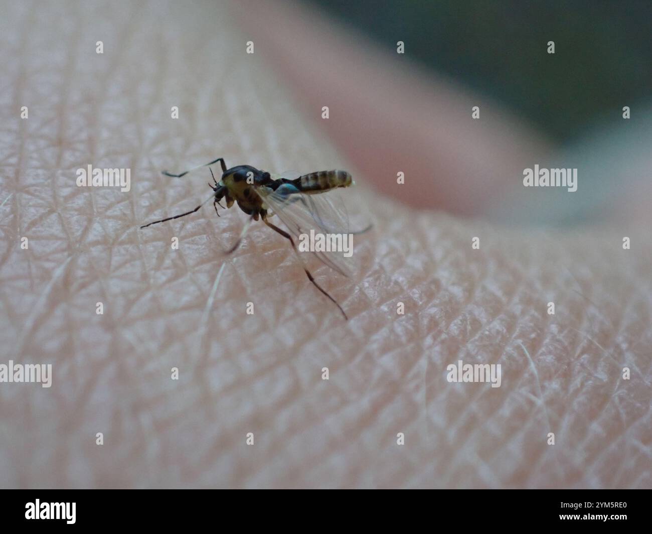 Non-biting Midges (Chironomidae Stock Photo - Alamy