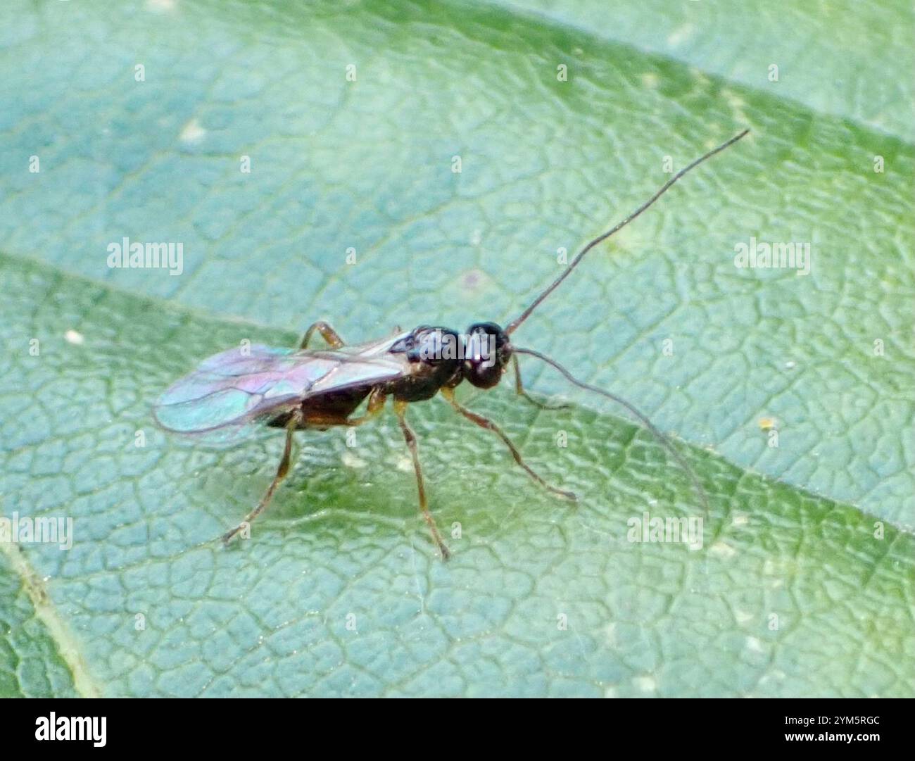 Braconid Wasps (Braconidae Stock Photo - Alamy