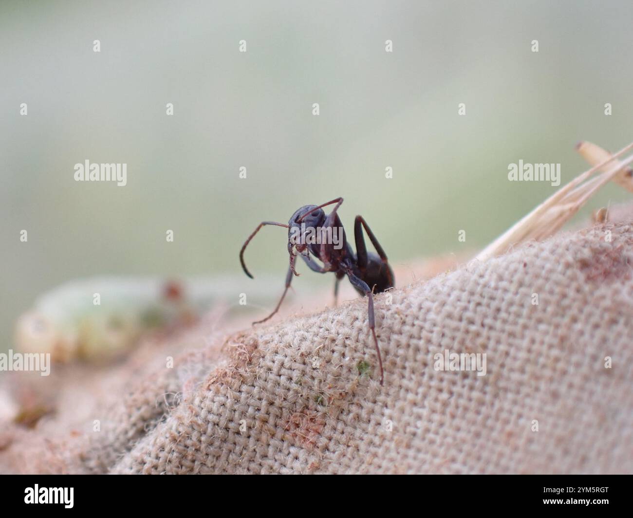 fusca-group Field Ants and Allies (Formica fusca Stock Photo - Alamy
