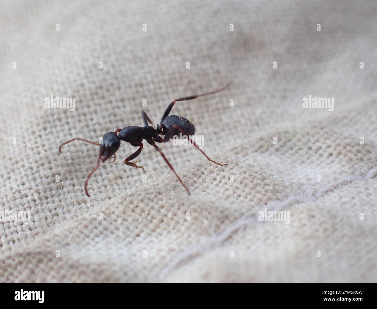 fusca-group Field Ants and Allies (Formica fusca Stock Photo - Alamy