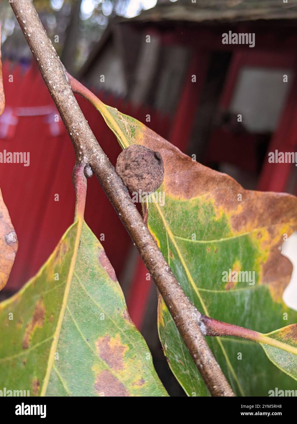 Oak Rough Bulletgall Wasp (Disholcaspis quercusmamma Stock Photo - Alamy