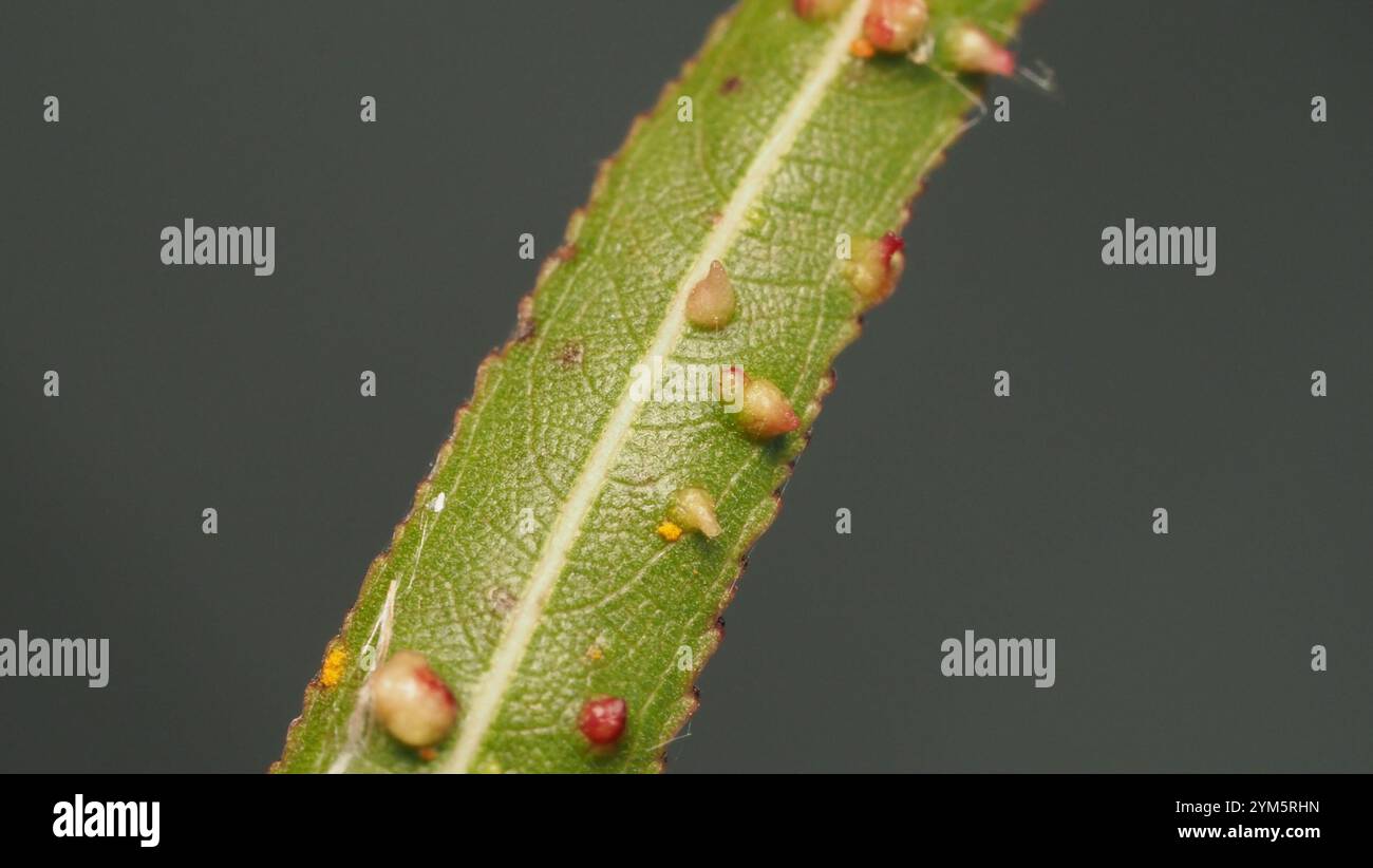 Aculus tetanothrix hi-res stock photography and images - Alamy