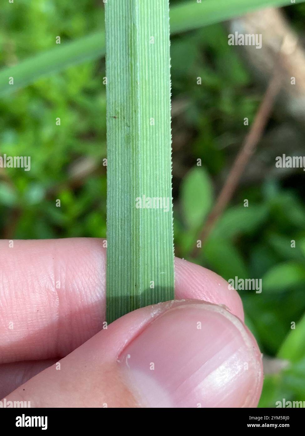 Swamp Flatsedge (Cyperus ligularis Stock Photo - Alamy