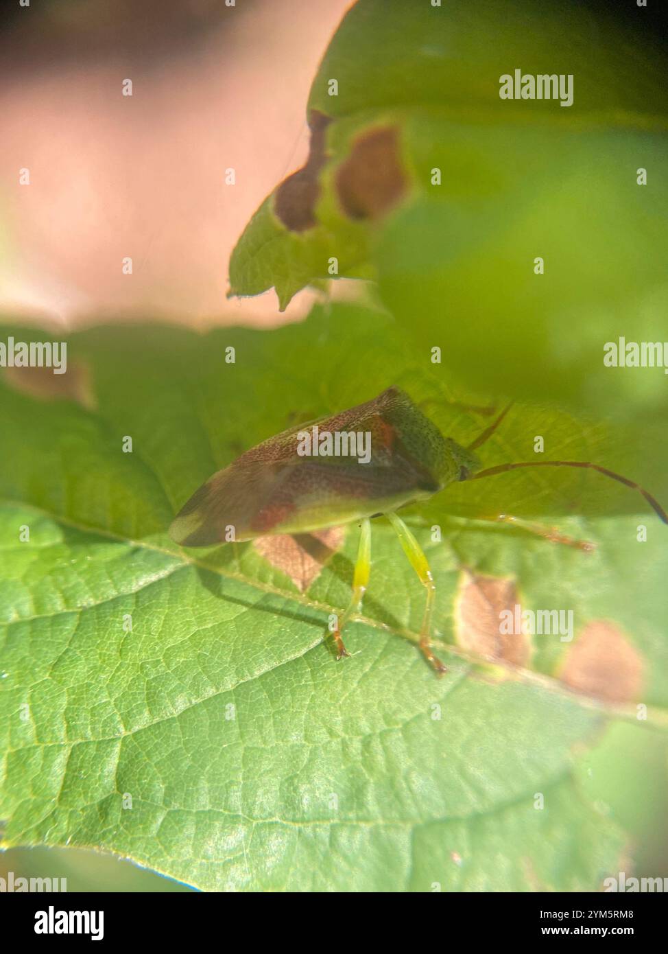 Red cross shield bug hi-res stock photography and images - Alamy