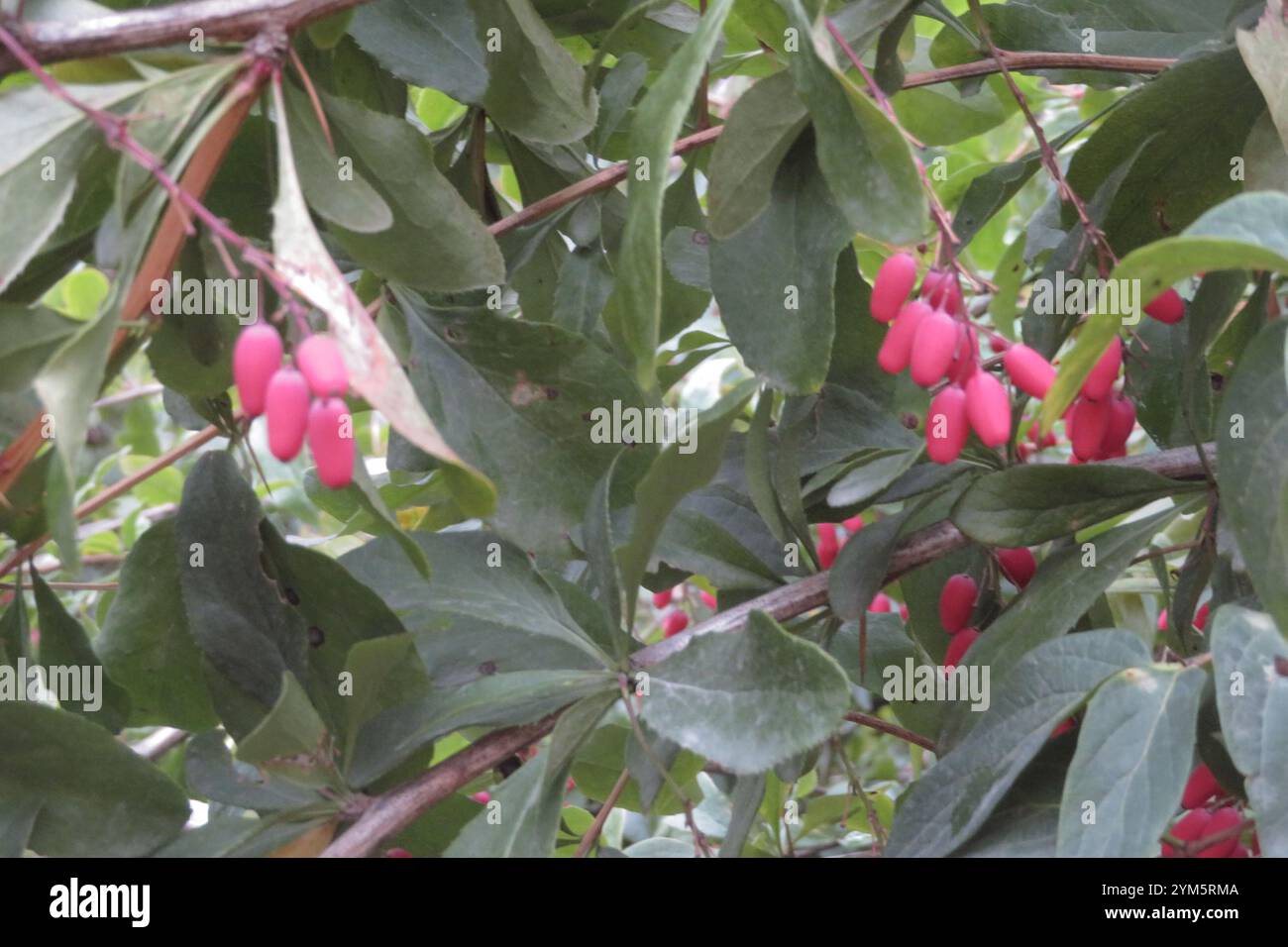 European barberry (Berberis vulgaris Stock Photo - Alamy