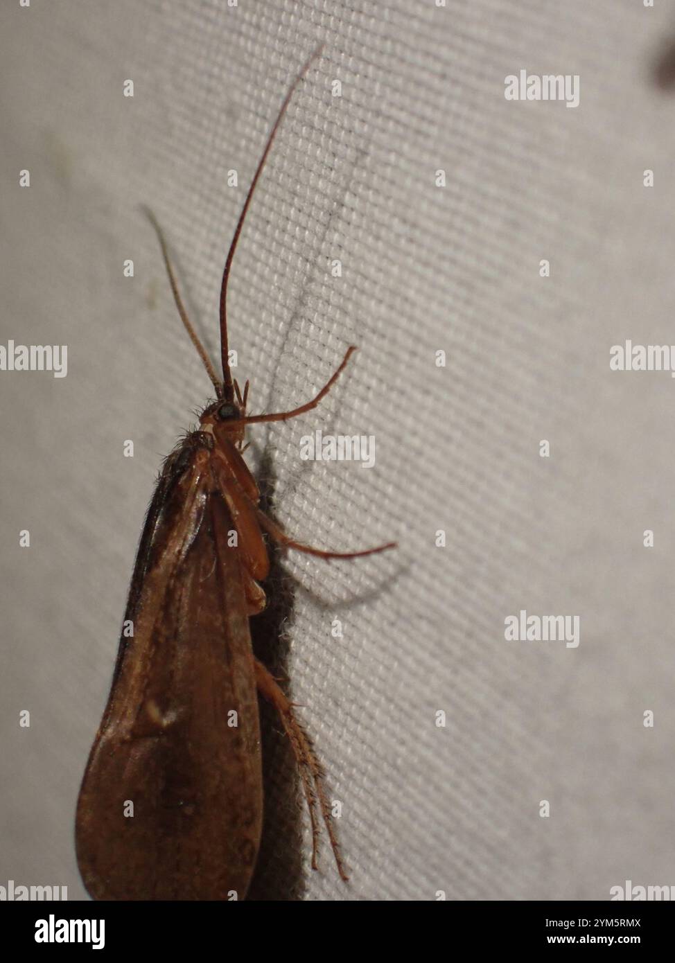 Northern Caddisflies (Limnephilidae Stock Photo - Alamy