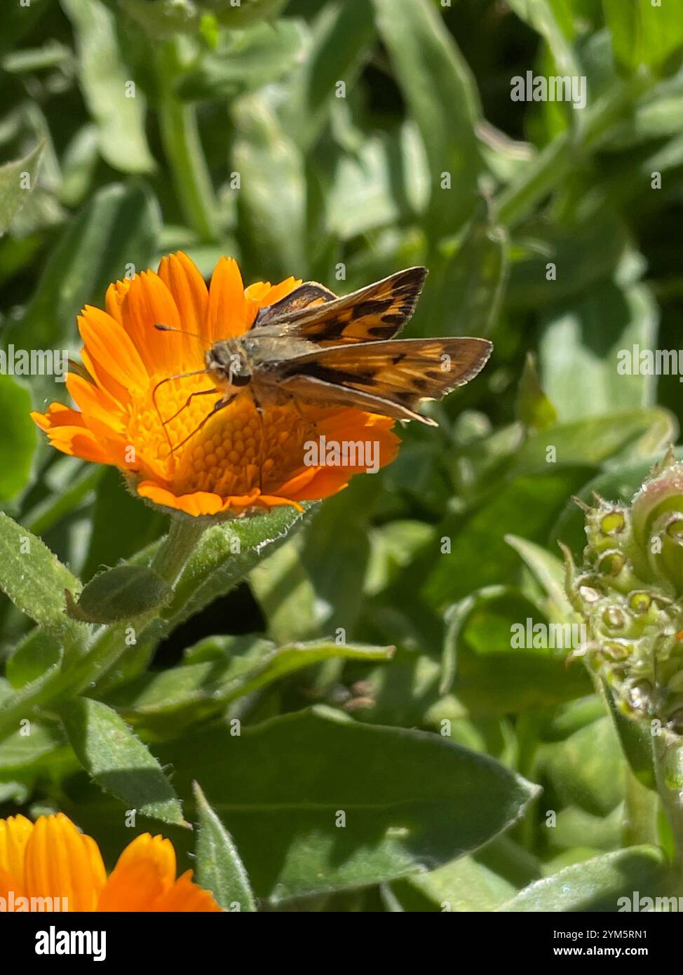 Northern Fiery Skipper (Hylephila phyleus phyleus Stock Photo - Alamy