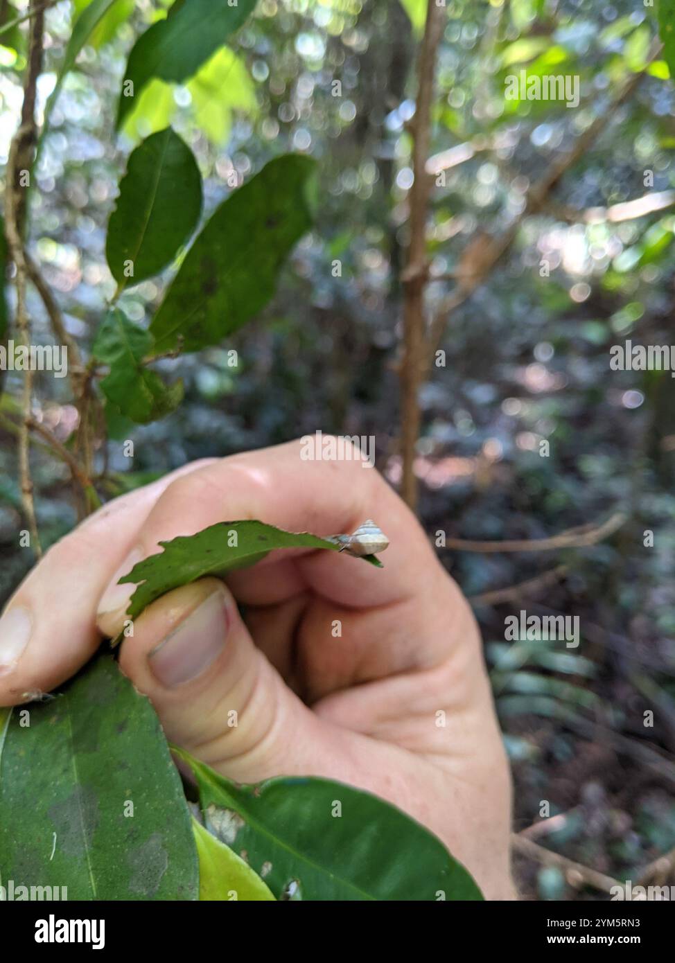 Hedleyoconcha delta hi-res stock photography and images - Alamy