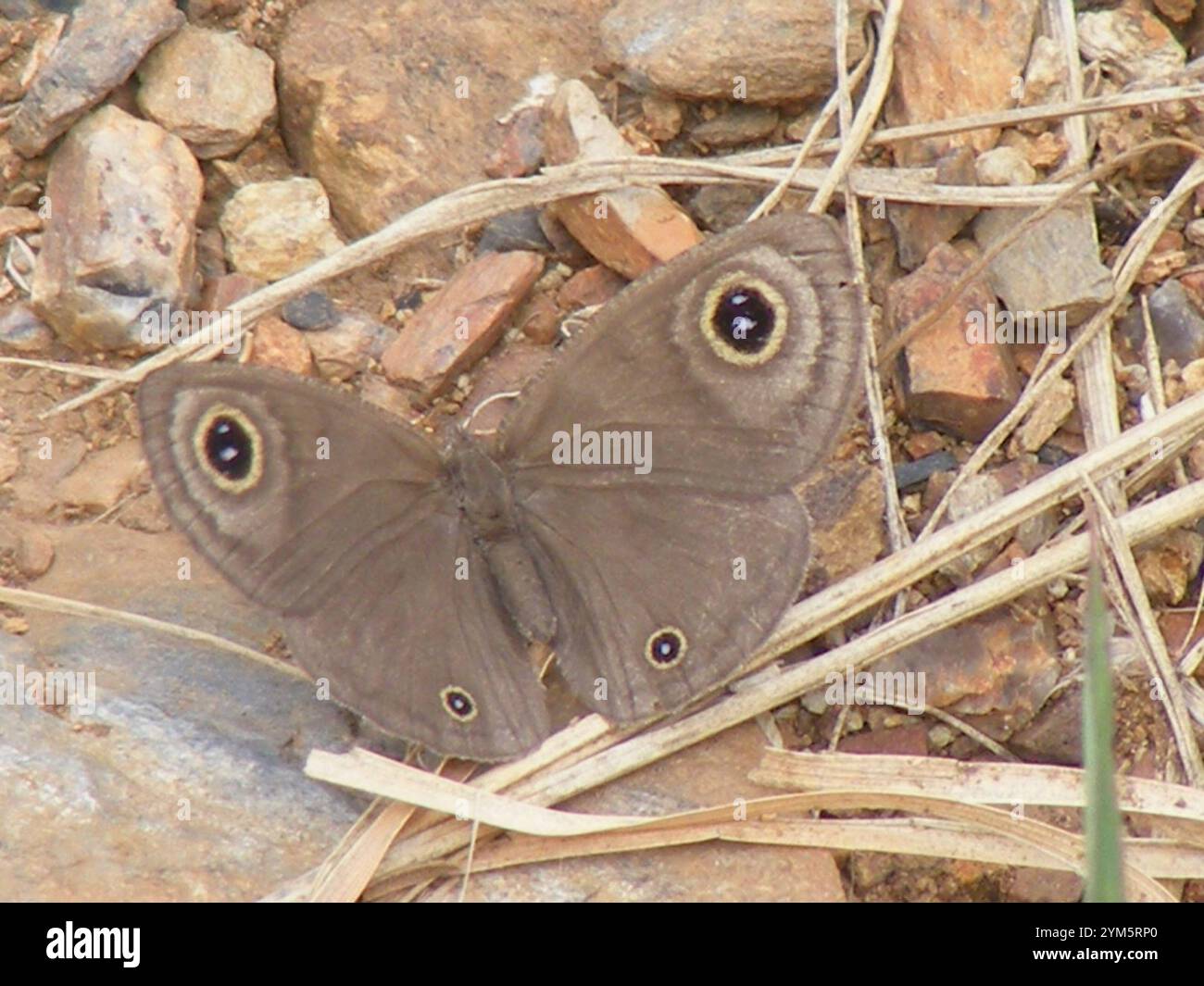 (Ypthima asterope asterope Stock Photo - Alamy