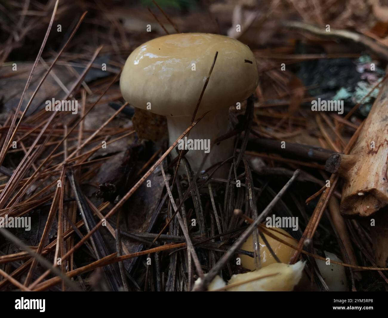 Purple-veiled Slippery Jack (Suillus luteus Stock Photo - Alamy