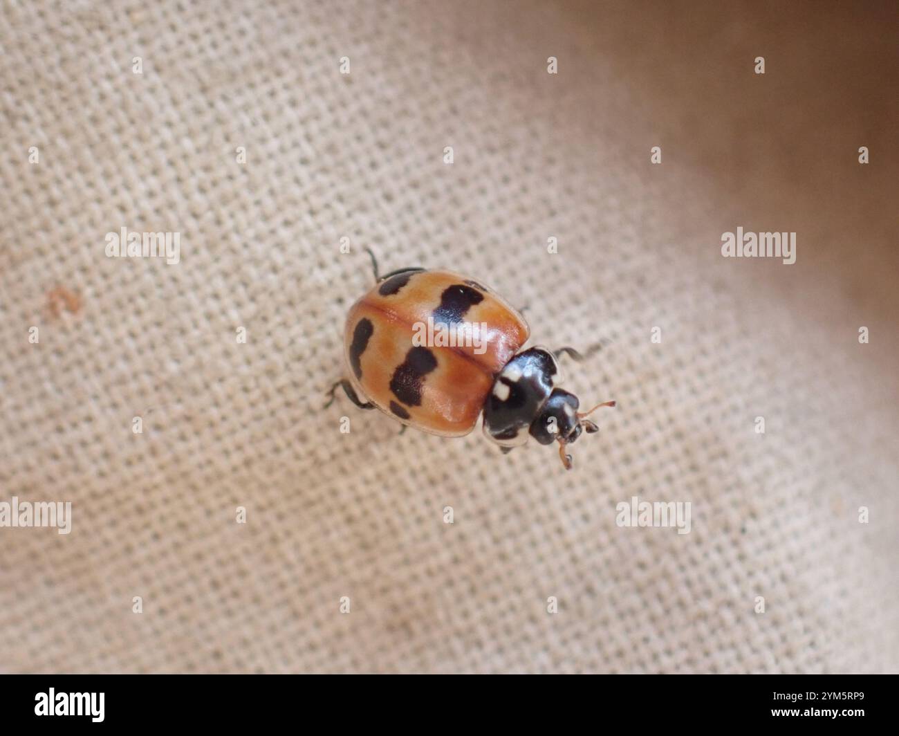 Two-spotted Lady Beetle (Adalia bipunctata Stock Photo - Alamy
