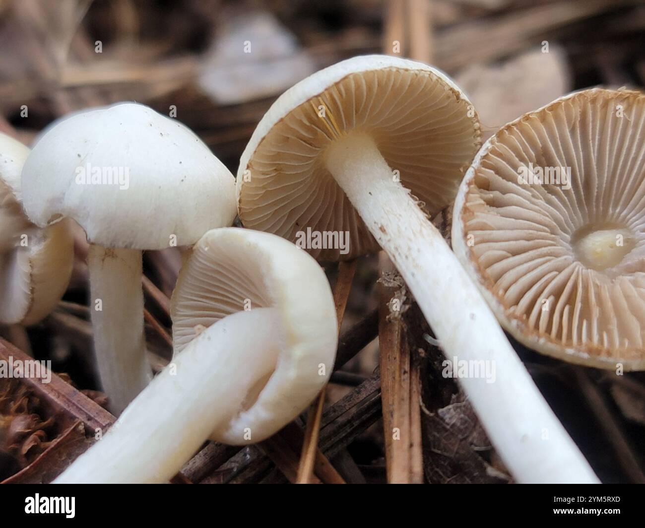 White Fibrecap (Inocybe geophylla Stock Photo - Alamy