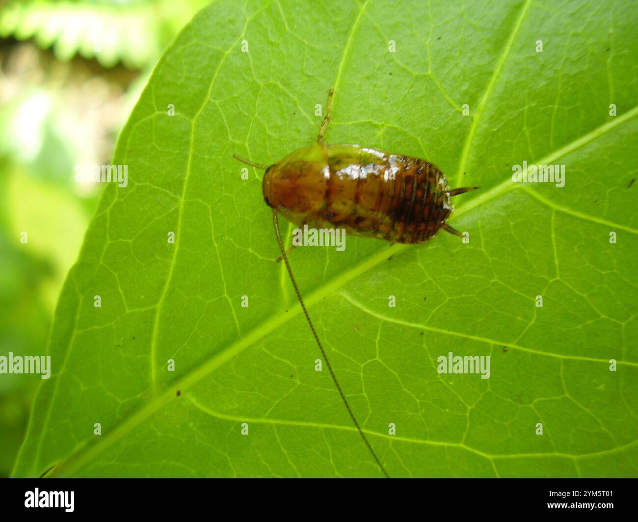 Cockroaches and Termites (Blattodea Stock Photo - Alamy