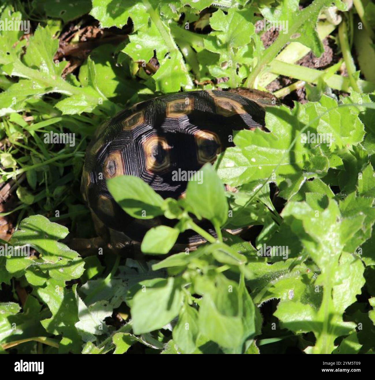 Angulate Tortoise (Chersina angulata Stock Photo - Alamy