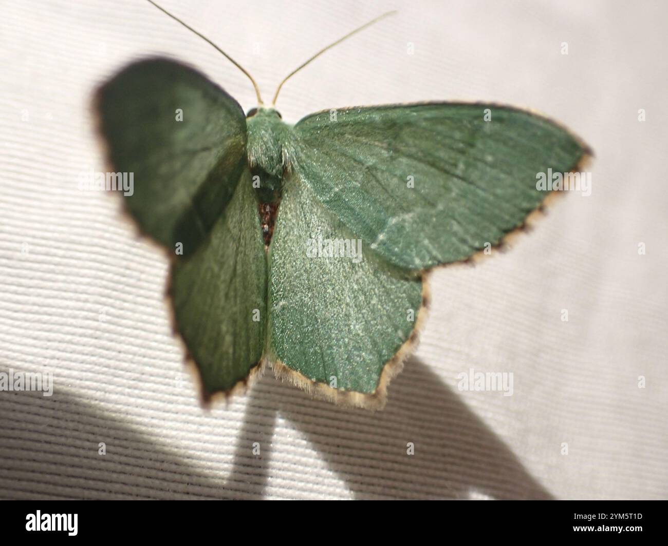 Common Emerald (Hemithea aestivaria Stock Photo - Alamy