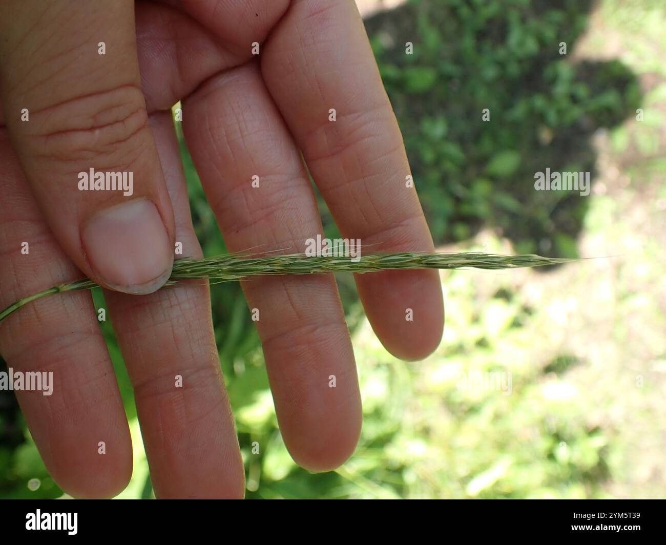 blue wild rye (Elymus glaucus Stock Photo - Alamy