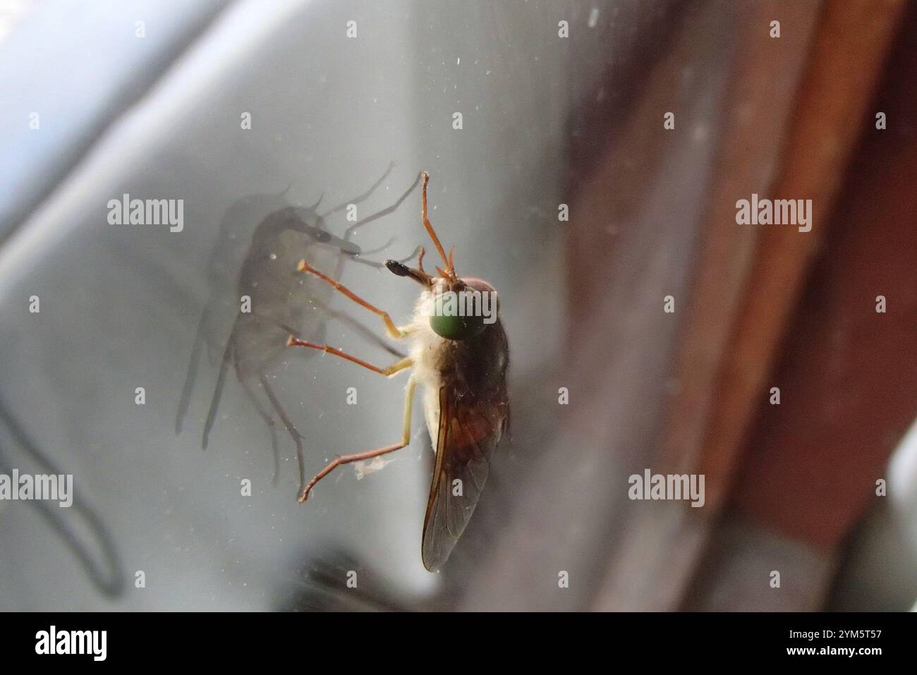 Horse and Deer Flies (Tabanidae Stock Photo - Alamy