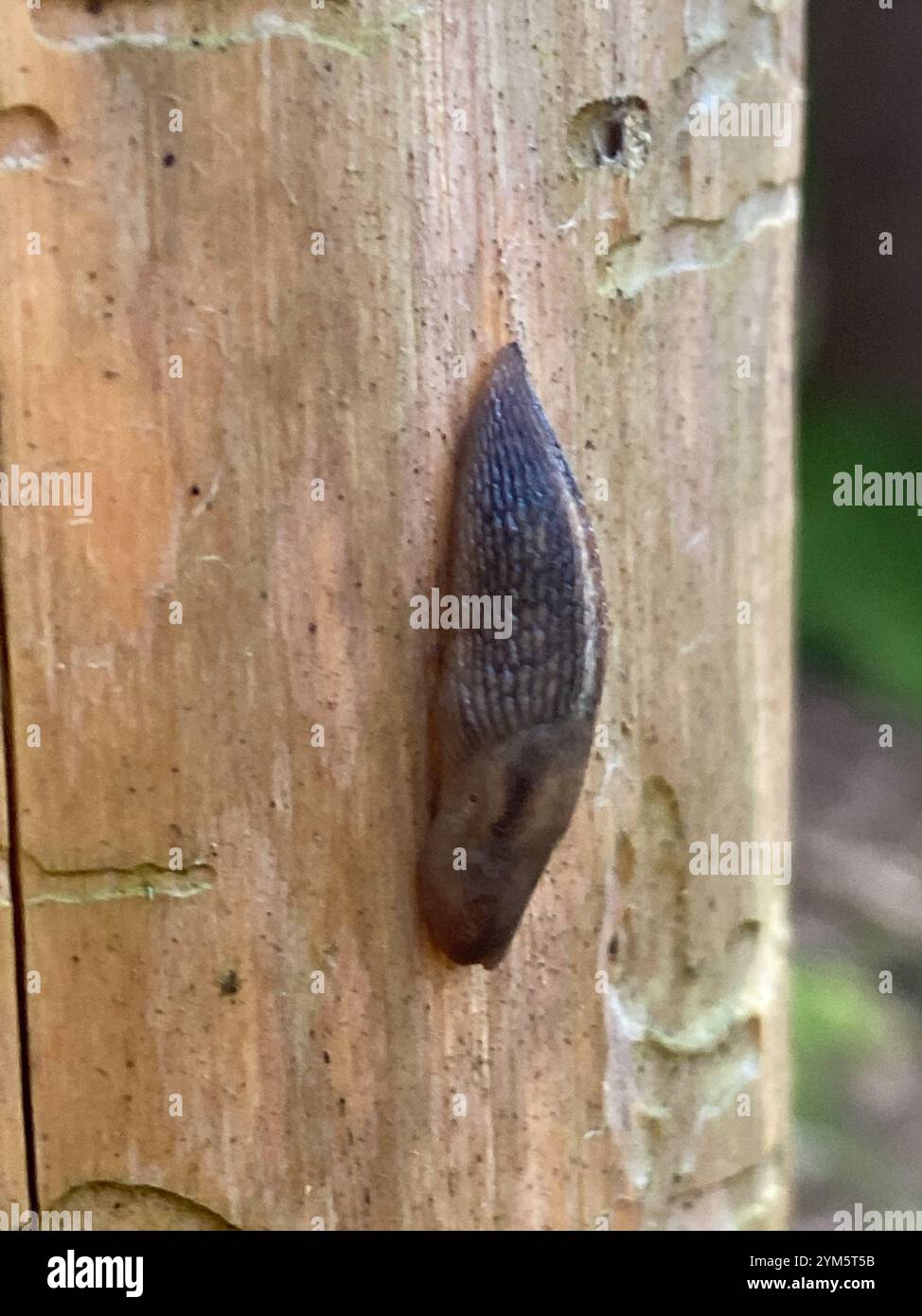 Tree slug (Lehmannia marginata Stock Photo - Alamy