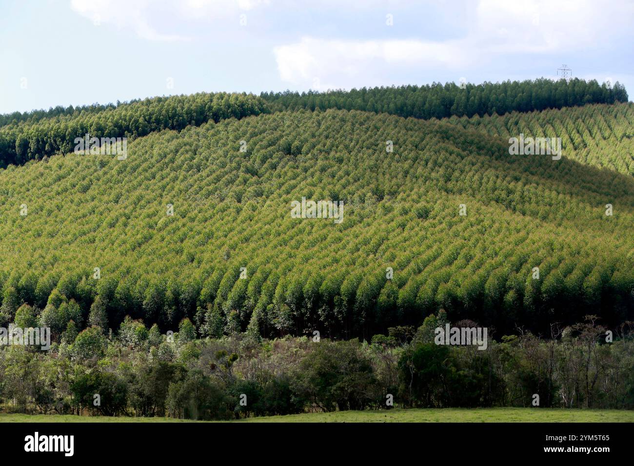 Plantation of Eucalyptus tree for paper industry on countryside of ...