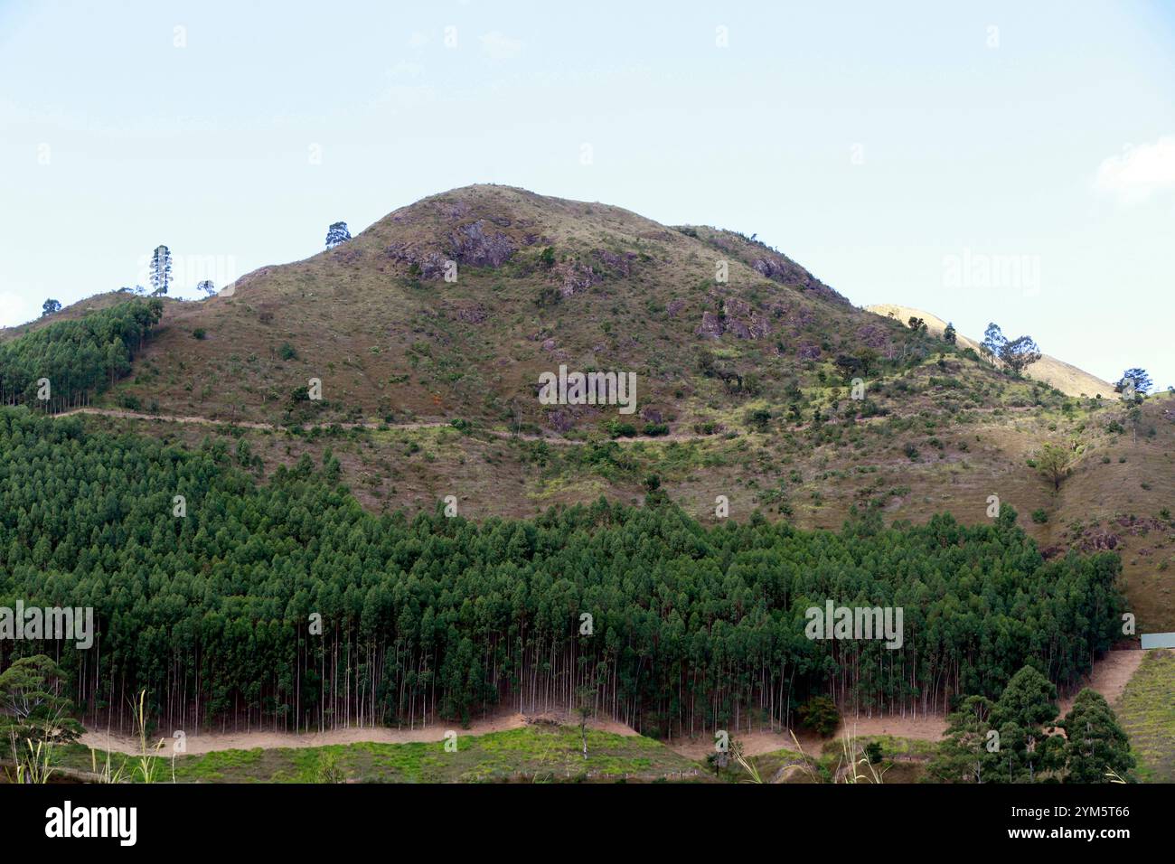 Plantation of Eucalyptus tree for paper industry on countryside of ...