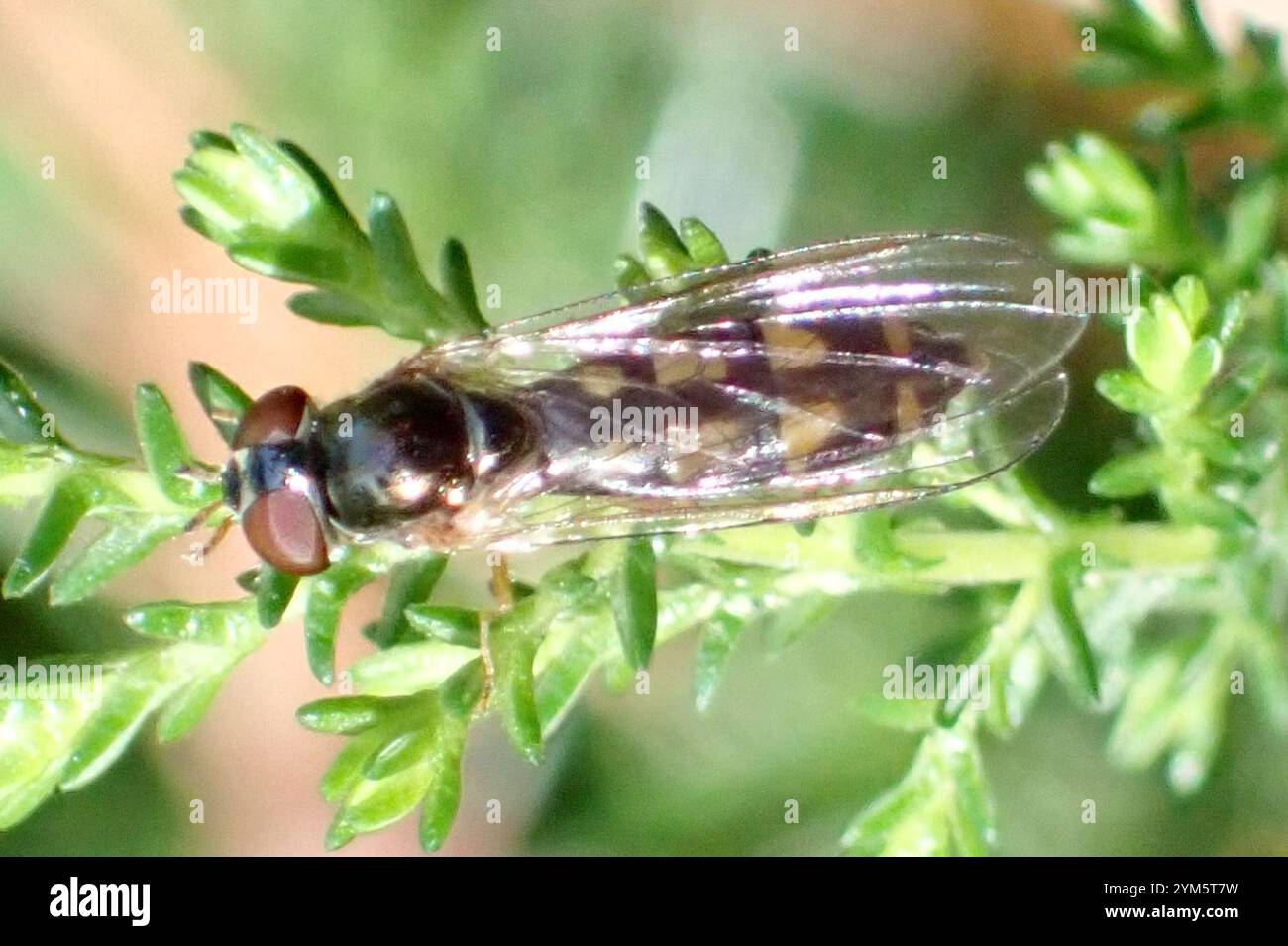 Variable Duskyface Fly (Melanostoma mellinum Stock Photo - Alamy