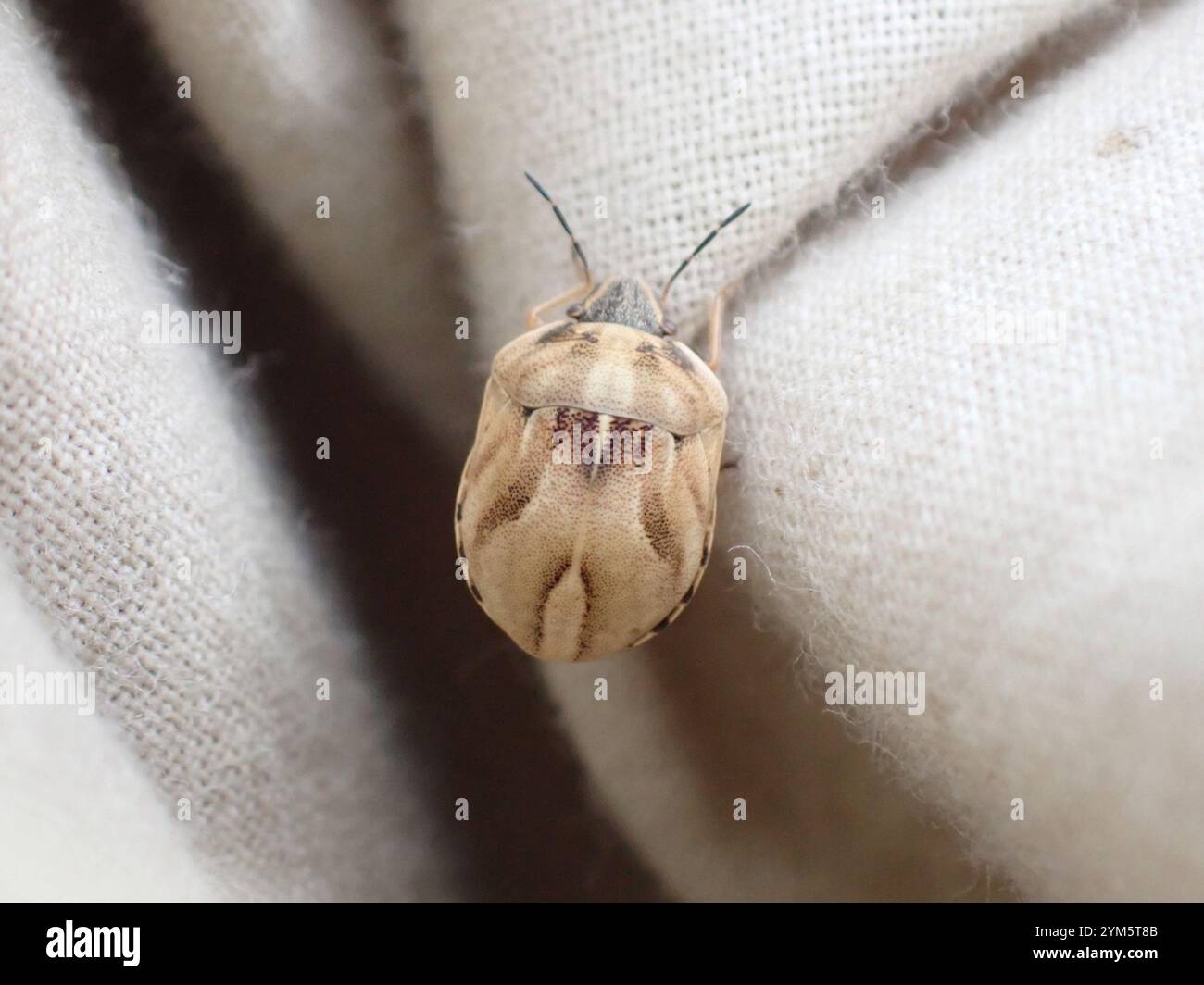 Jewel Bugs (Scutelleridae Stock Photo - Alamy