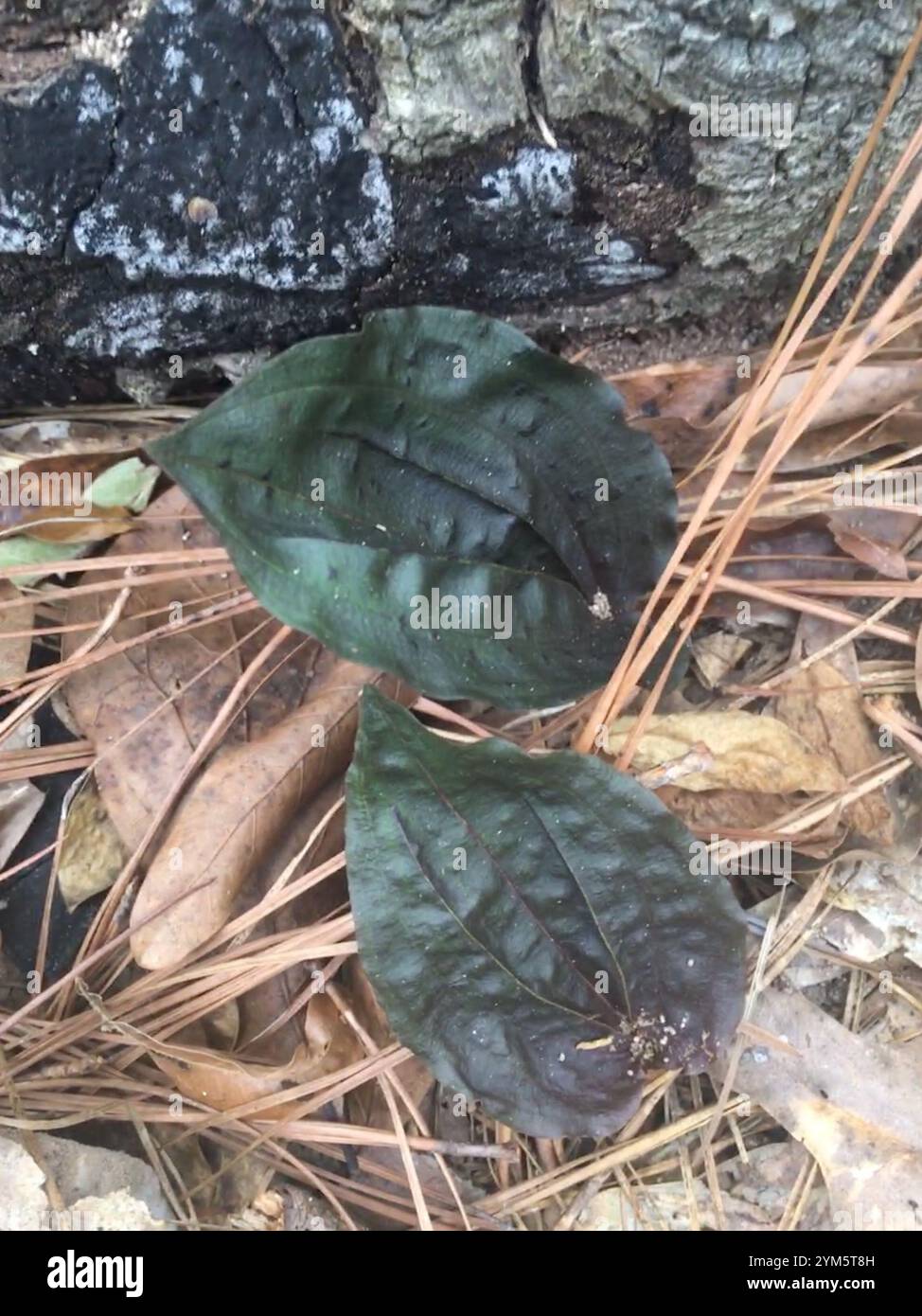 crane-fly orchid (Tipularia discolor Stock Photo - Alamy