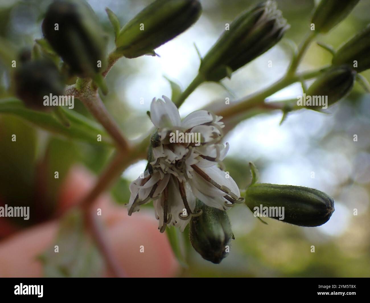 western rattlesnake root (Nabalus alatus Stock Photo - Alamy