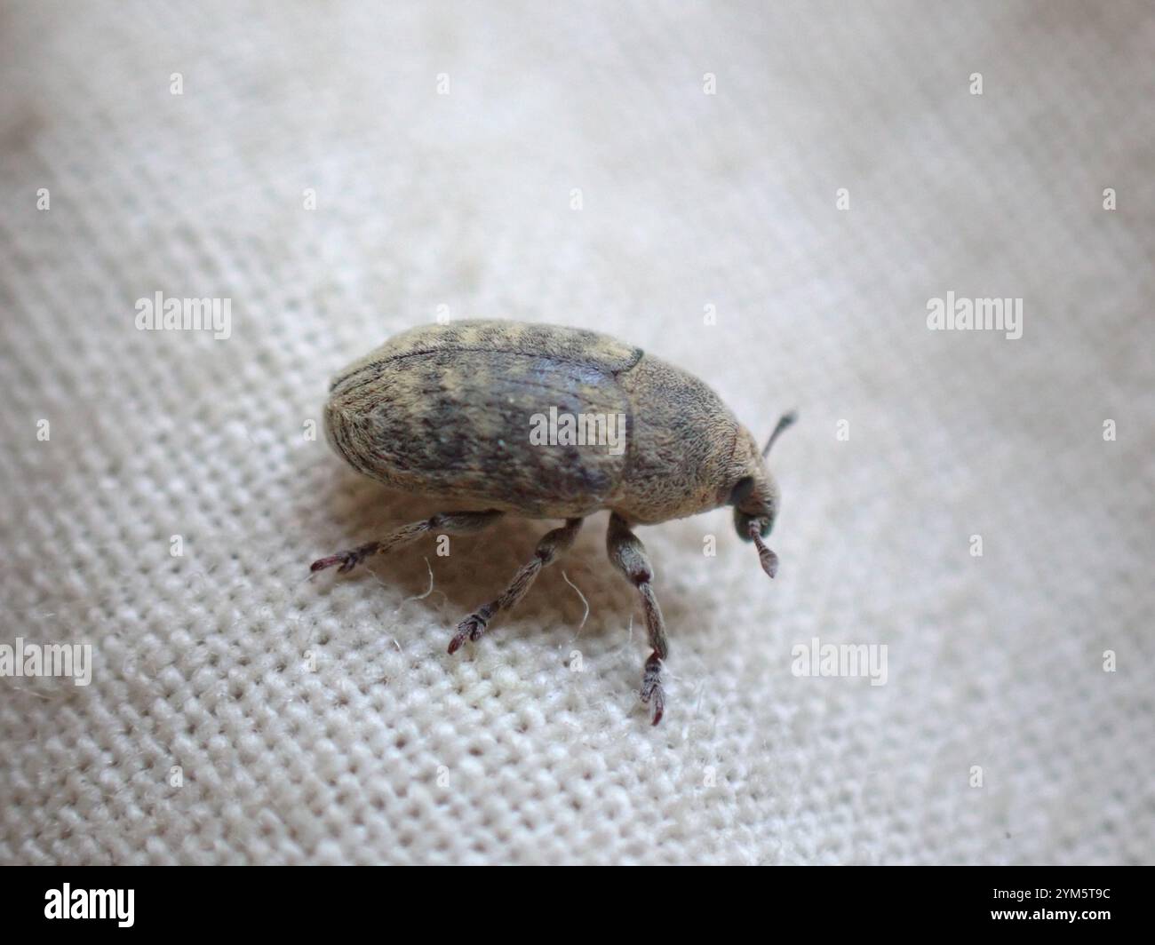 Lesser knapweed flower weevil hi-res stock photography and images - Alamy