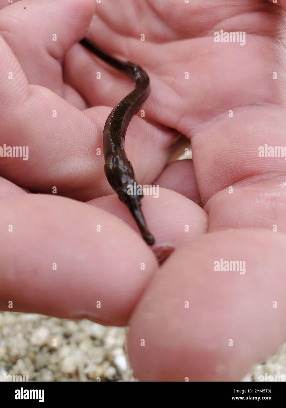 Northern Pipefish (Syngnathus fuscus Stock Photo - Alamy